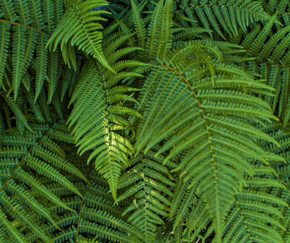 Wholesale Teeth Whitening Supplies – Fern Whitening Supplies